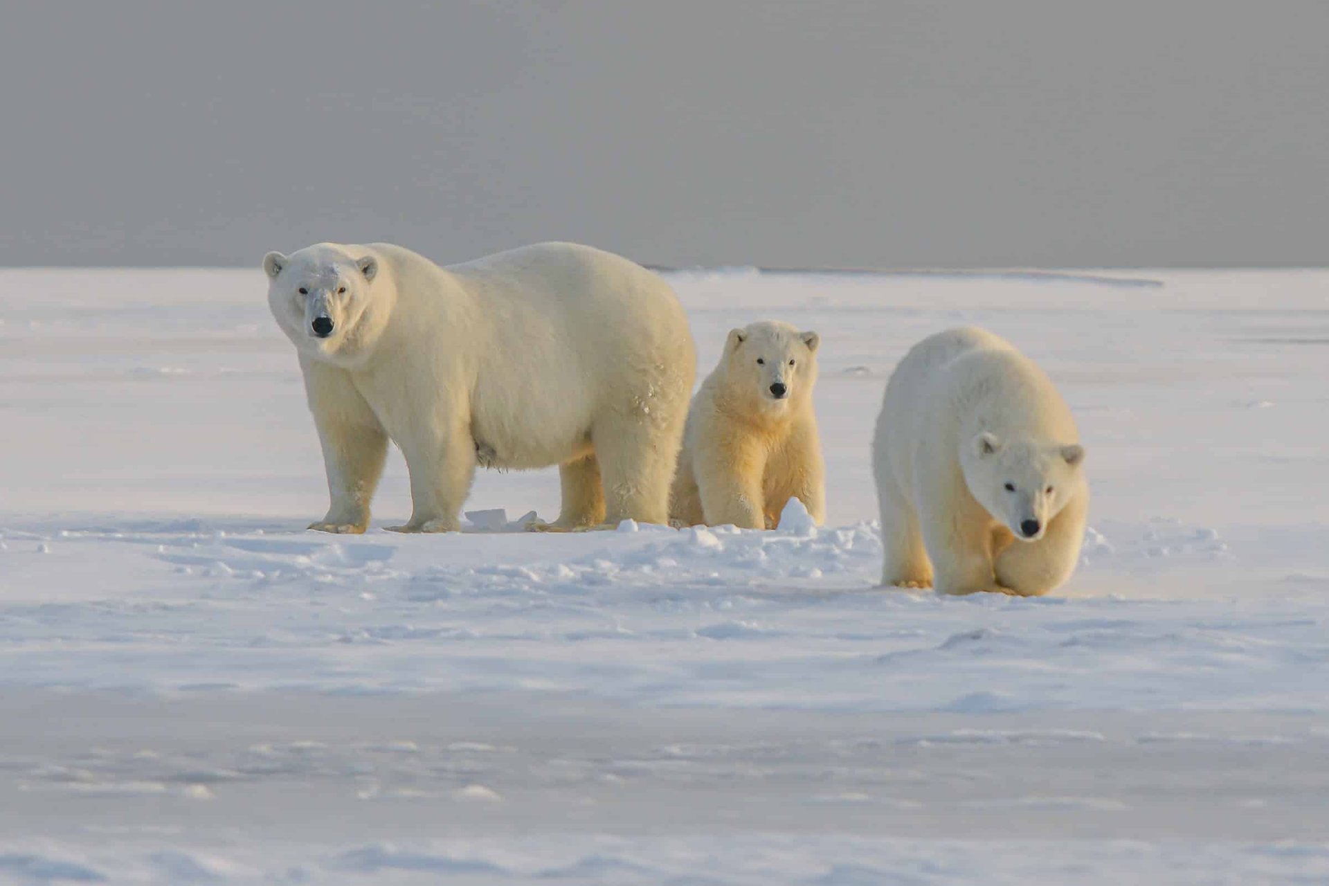 Comment organiser une expédition pour observer les ours polaires au ...